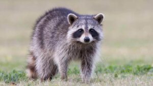 Interesting Top 14 Animals That Eat Corn (With Pictures)