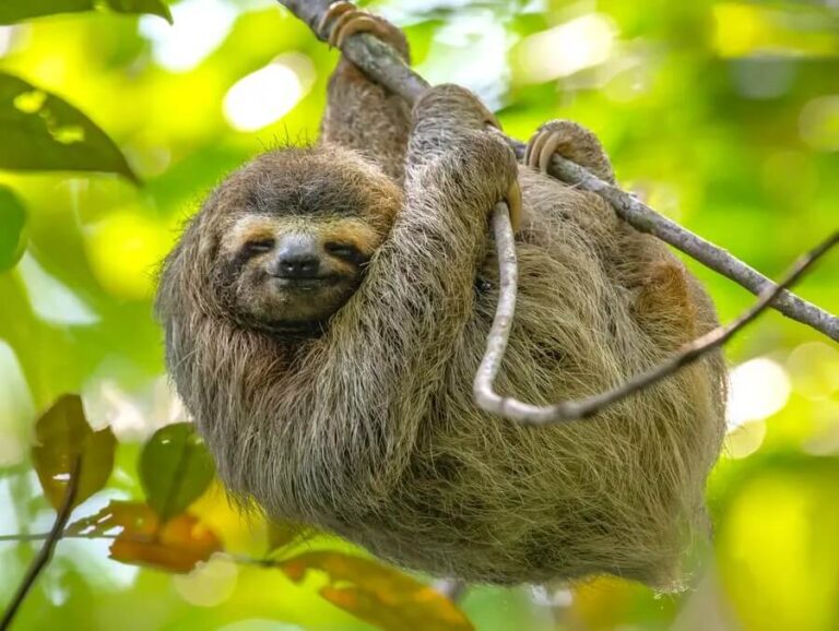 15 Interesting Animals With The Lowest IQ (With Pictures)
