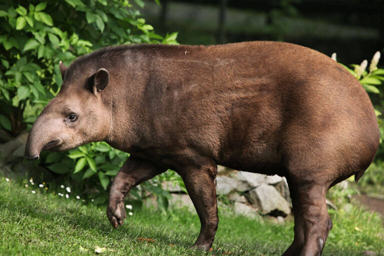 Top 22 Animals That Are Shy In The World (With Pictures)