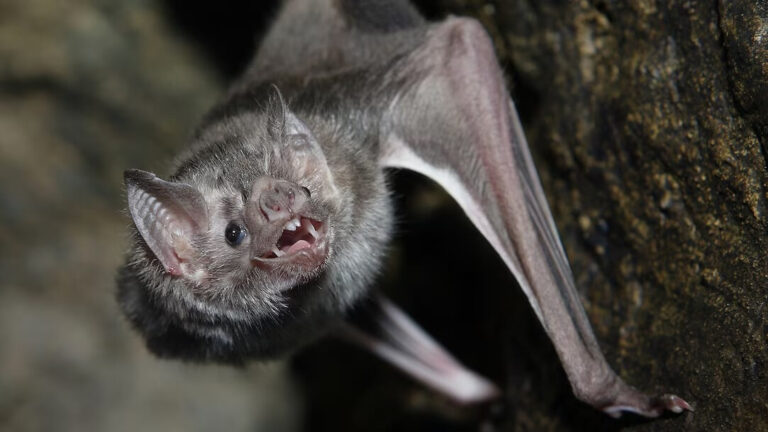 Top 9 Animals That Whistle (With Pictures)