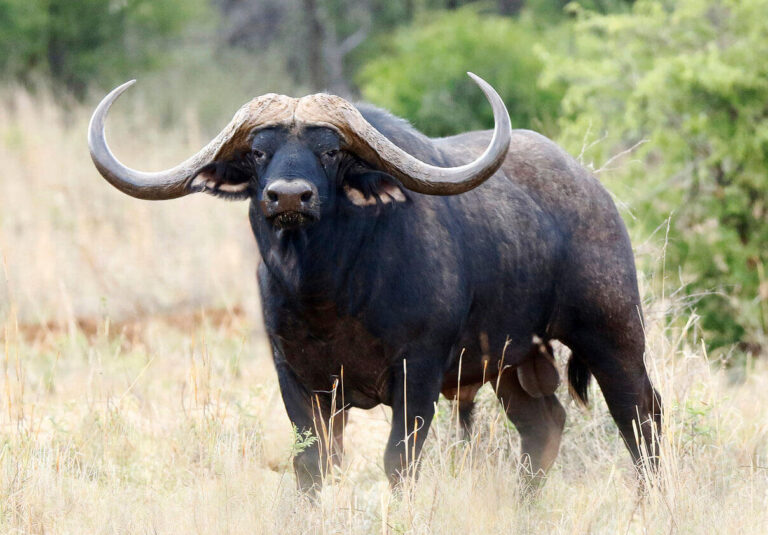 18 Most Dirtiest Animals In The World (With Pictures)