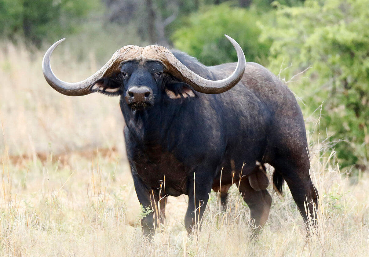 18 Most Dirtiest Animals In The World (With Pictures)