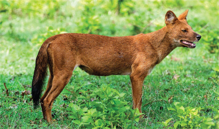 Top 9 Animals That Whistle (With Pictures)