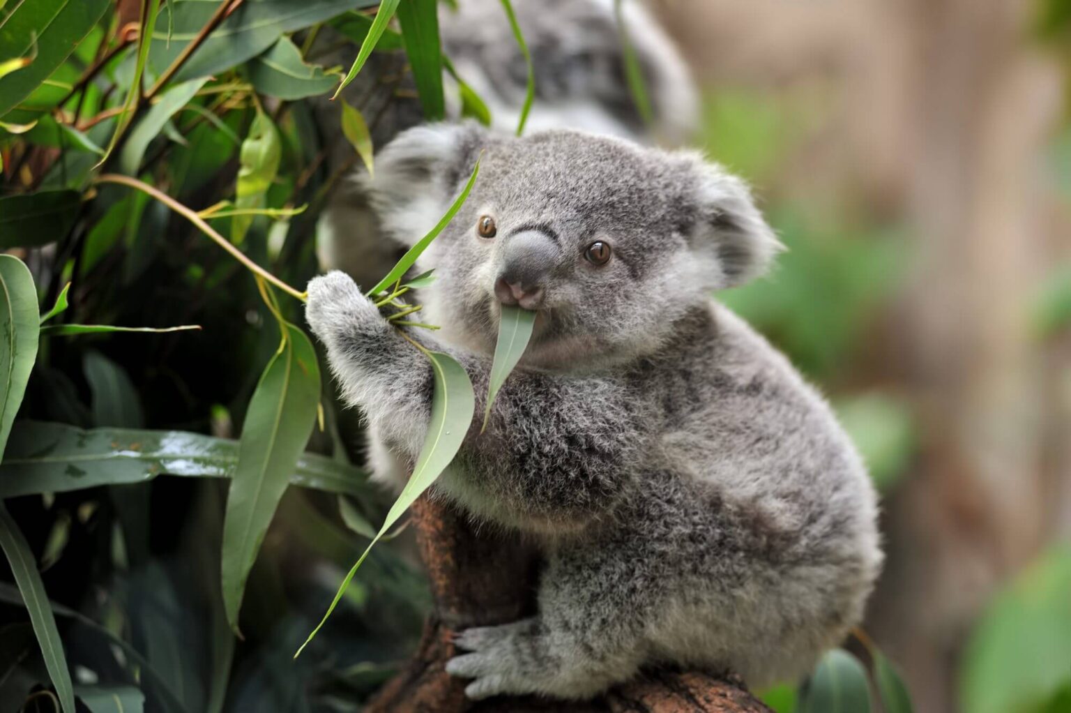 18 Most Dirtiest Animals In The World (With Pictures)