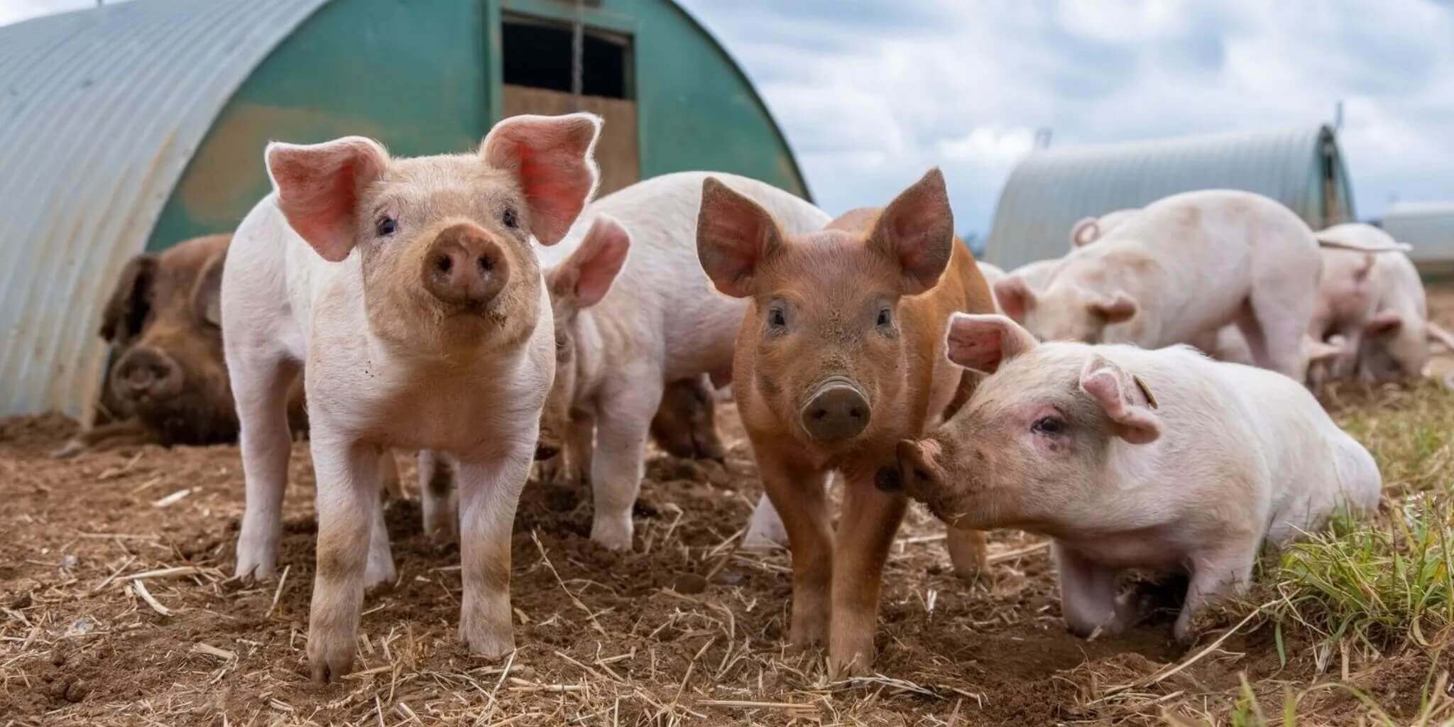 18 Most Dirtiest Animals In The World (With Pictures)