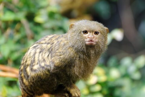 Top 9 Animals That Whistle (With Pictures)