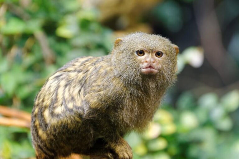 Top 9 Animals That Whistle (With Pictures)