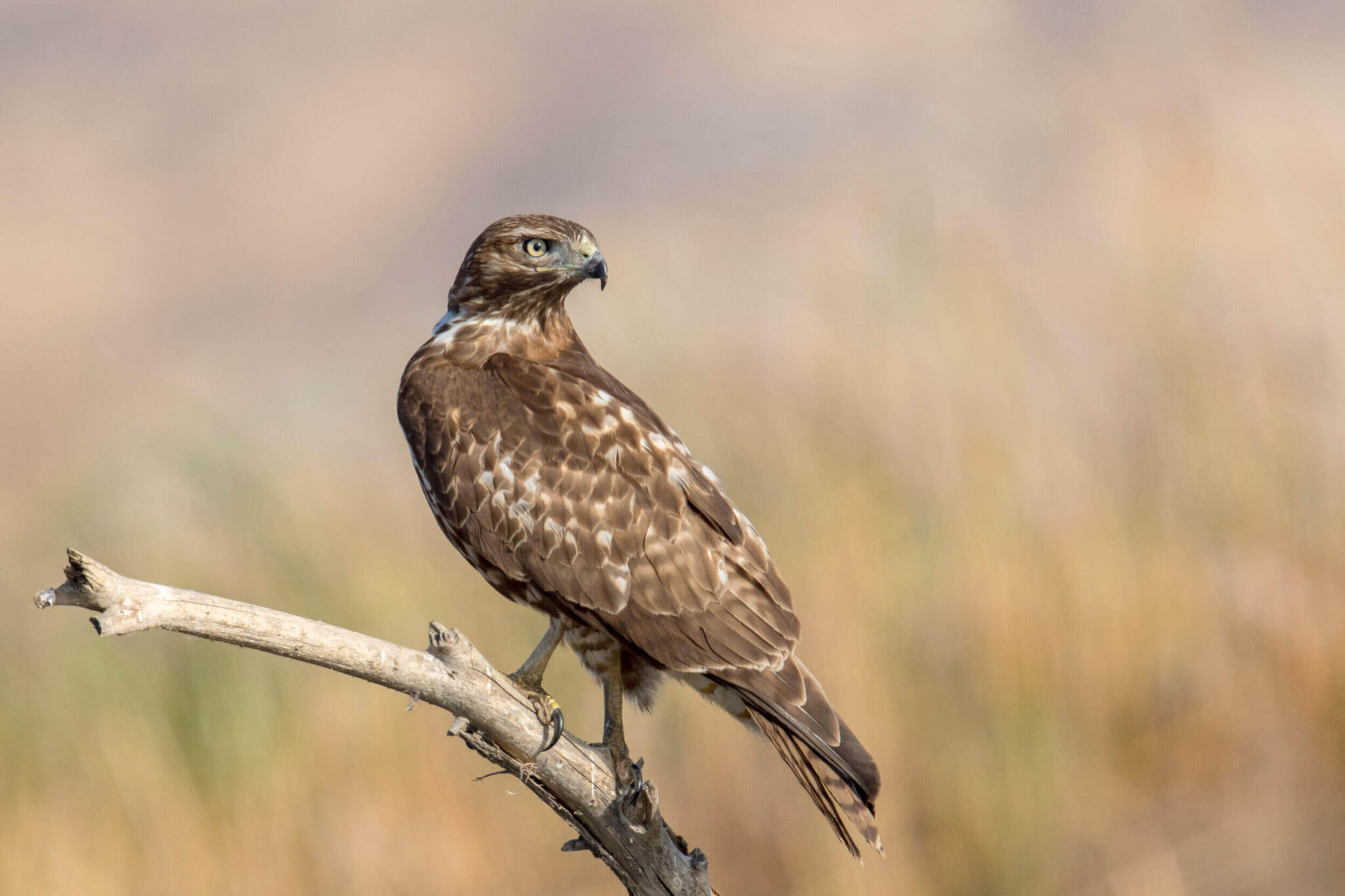 Top 12 Scavenger Birds In The World (With Pictures)