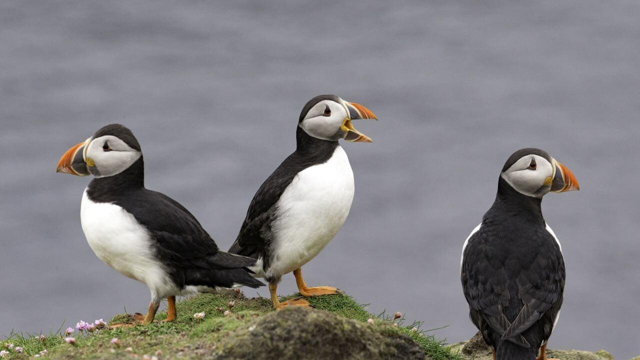 Top 14 Most Greedy Animals In The World (With Pictures)