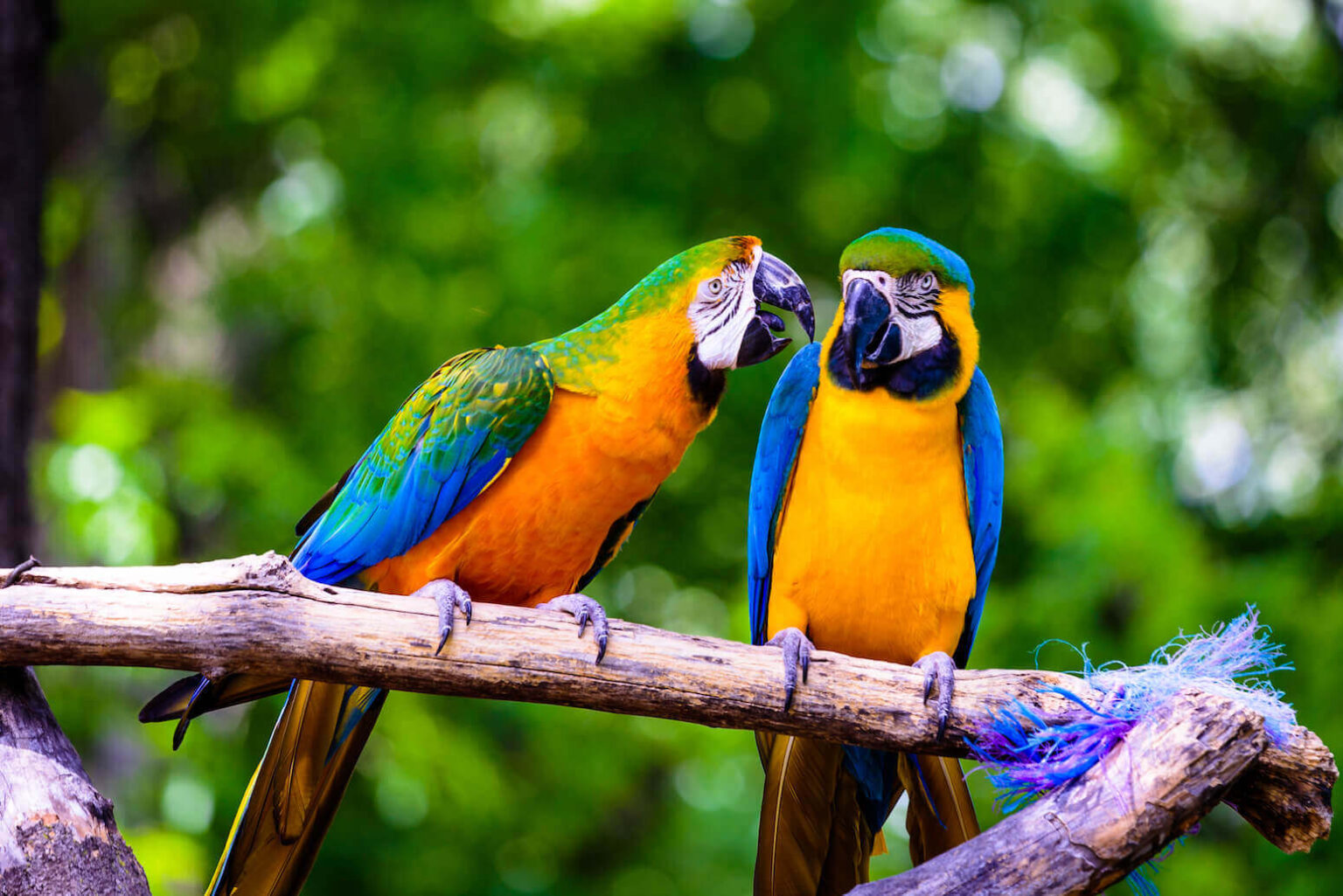 Top 12 Most Anxious Animals In The World (With Pictures)