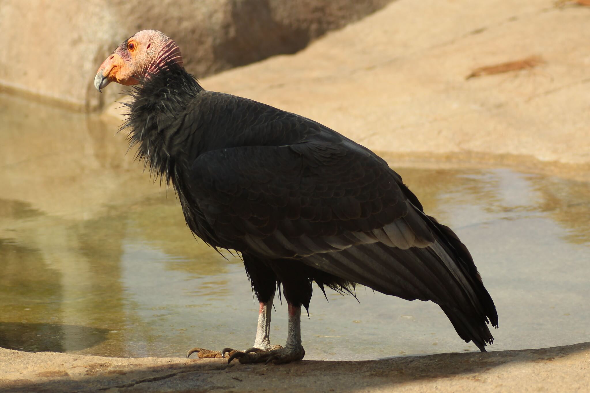 Top 12 Scavenger Birds In The World (With Pictures)