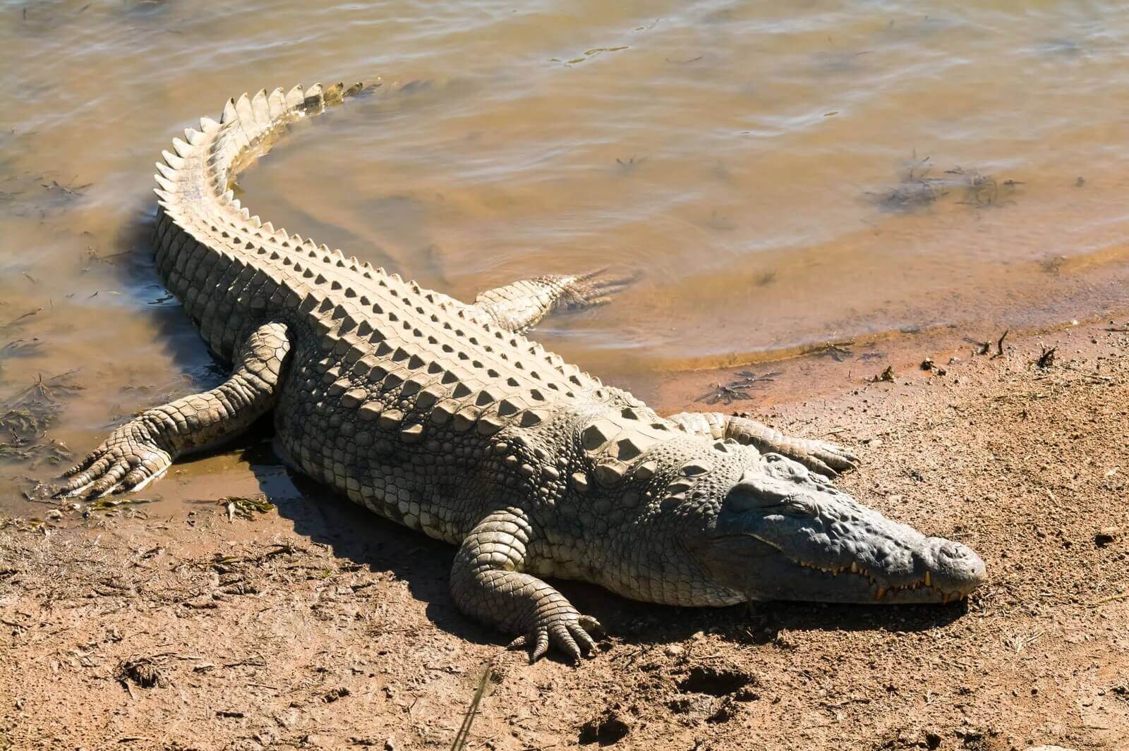 Top 13 Most Patient Animals In The World (With Images)