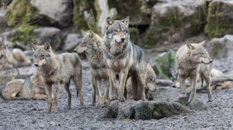 Interesting Facts About Wolves: Can Wolves Purr?
