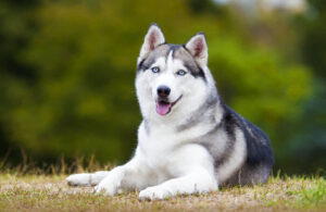 Top 12 Most Anxious Animals In The World (With Pictures)
