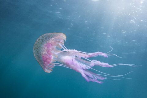 Top 15 Animals With No Legs (With Pictures)