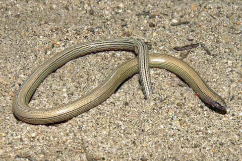 Top 15 Animals With No Legs (With Pictures)