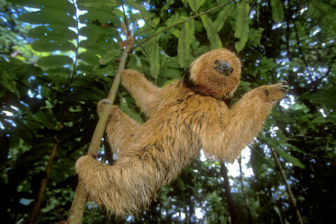 Top 11 Animals That Have Manes (With Images)