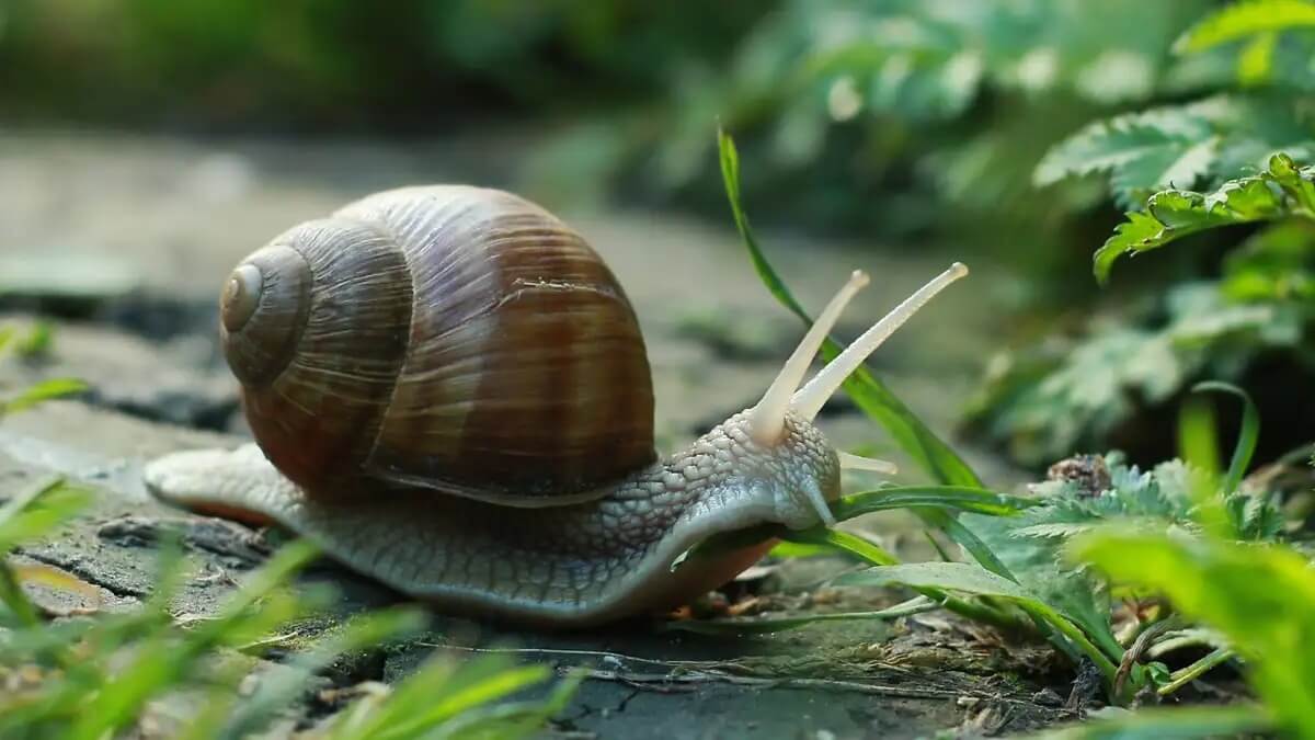 Top 15 Animals With No Legs (With Pictures)