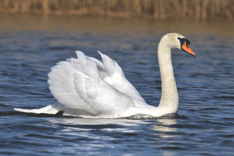 Interesting 10 Animals That Waddle (With Pictures)