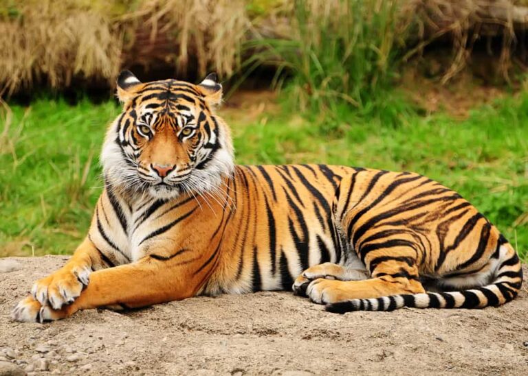Top 13 Most Patient Animals In The World (With Images)