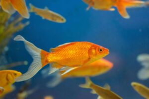 Top 12 Most Anxious Animals In The World (With Pictures)
