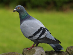 Interesting 10 Animals That Waddle (With Pictures)