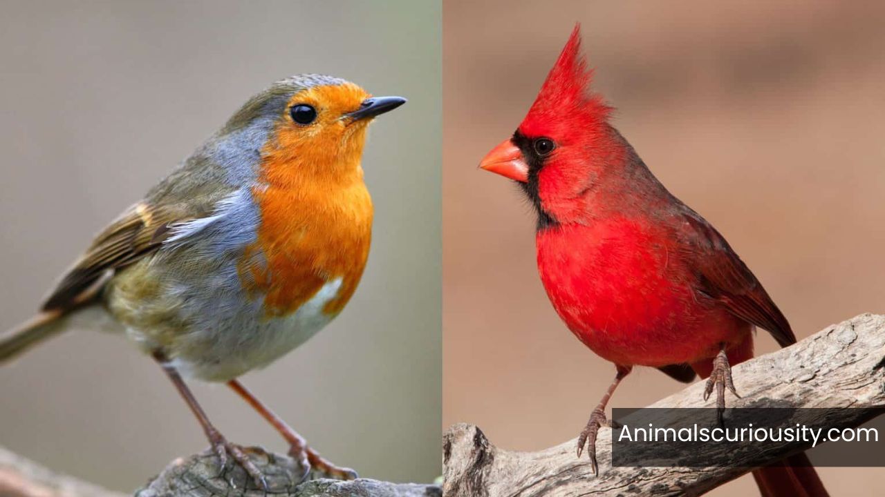 Interesting Facts About: Robins Vs Cardinals