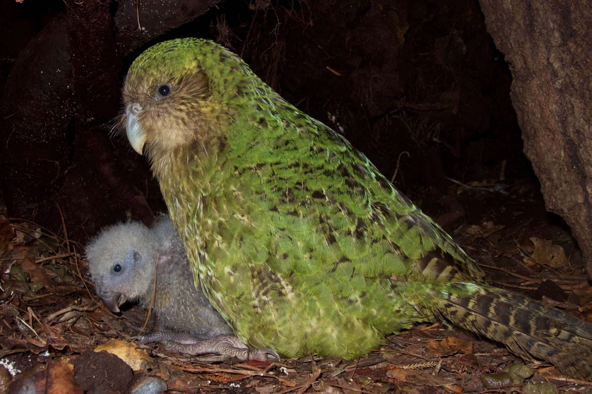 Top 10 Most Ugliest Birds In The World (With Pictures)