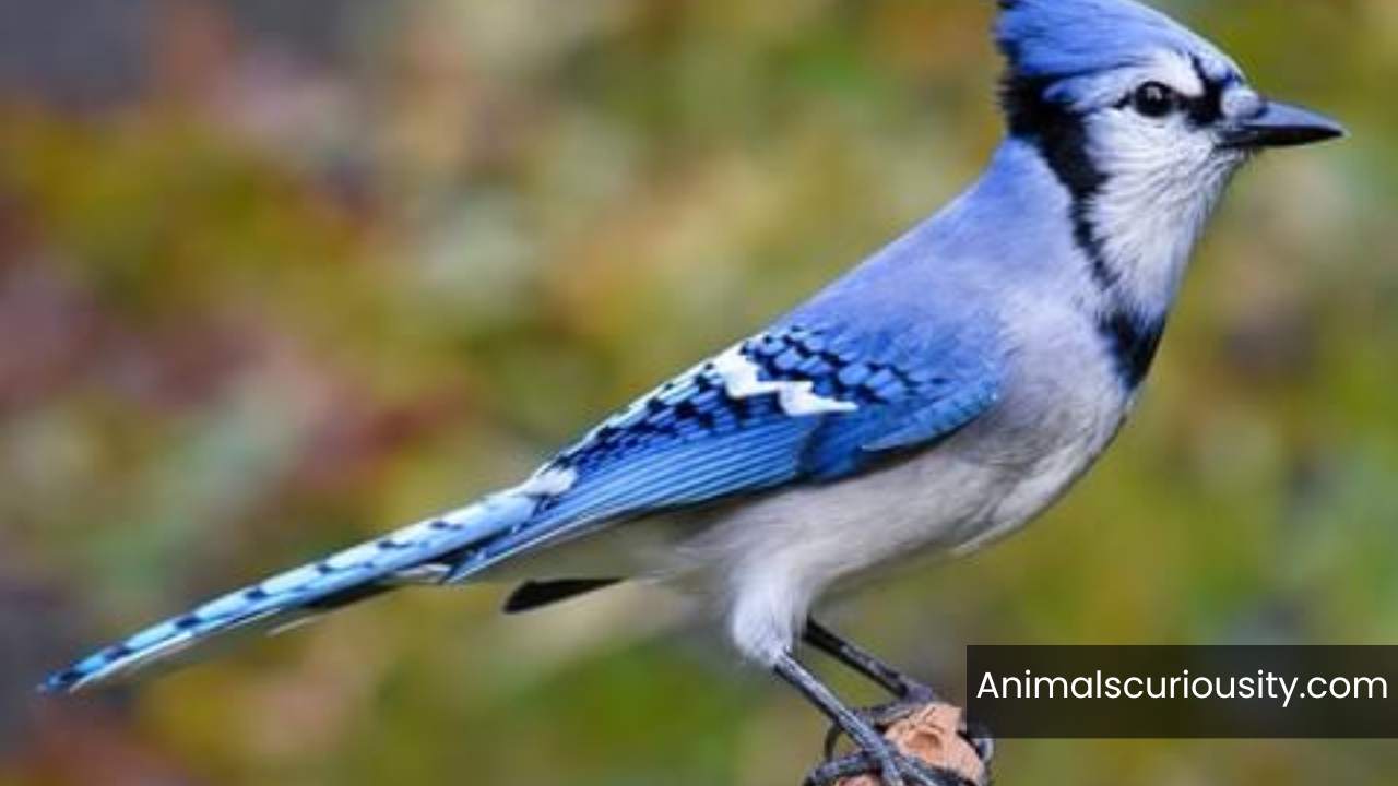 Interesting Facts: Are There Blue Cardinals birds?
