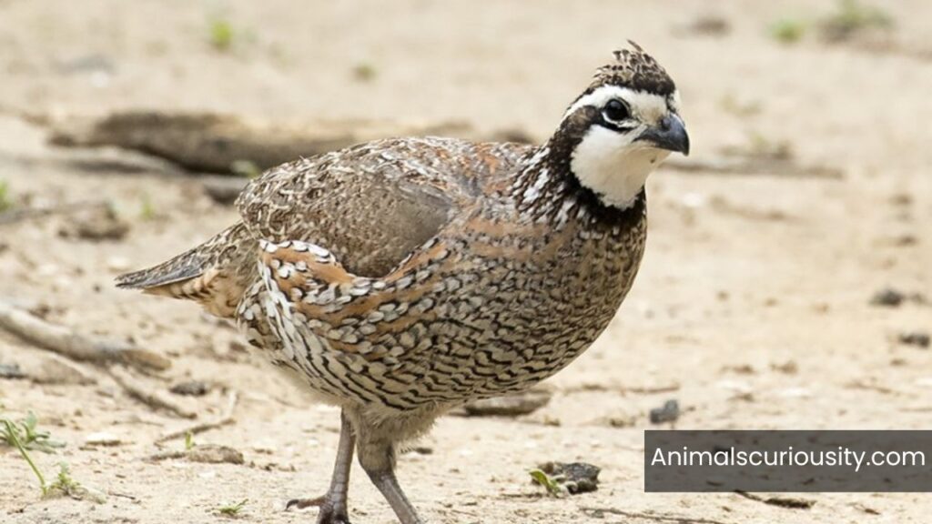 Quail In Michigan (1 Species to Know)