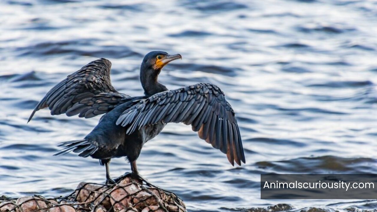 Cormorants In Michigan (2 SPECIES )
