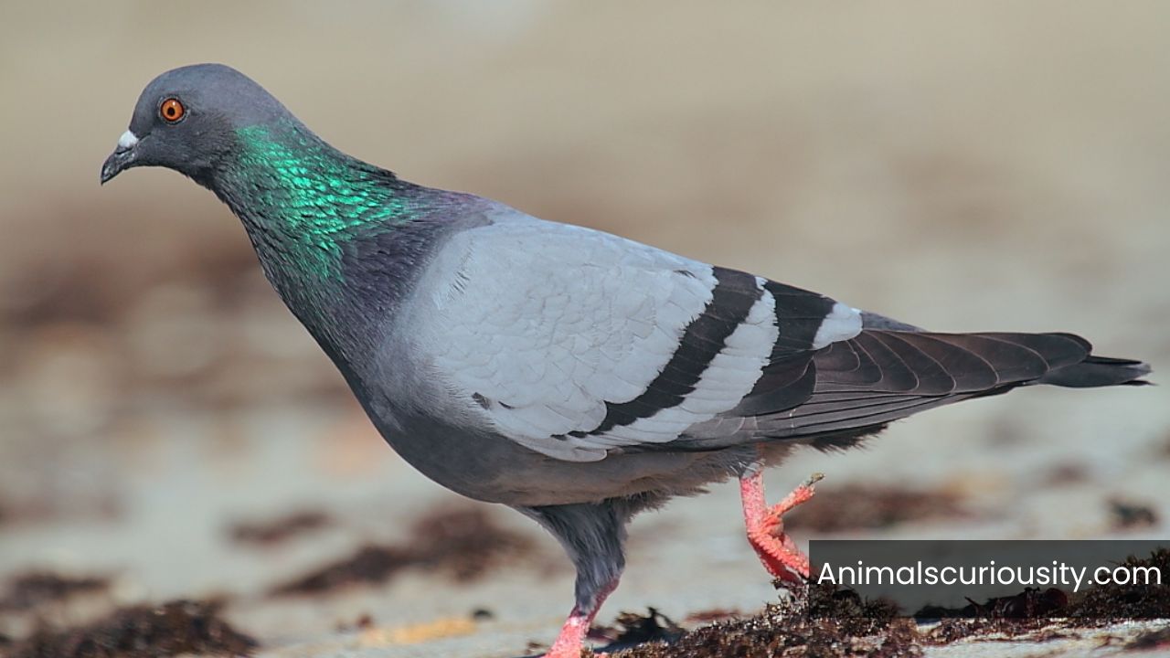 Top 12 Animals That Are Annoying (With Pictures)