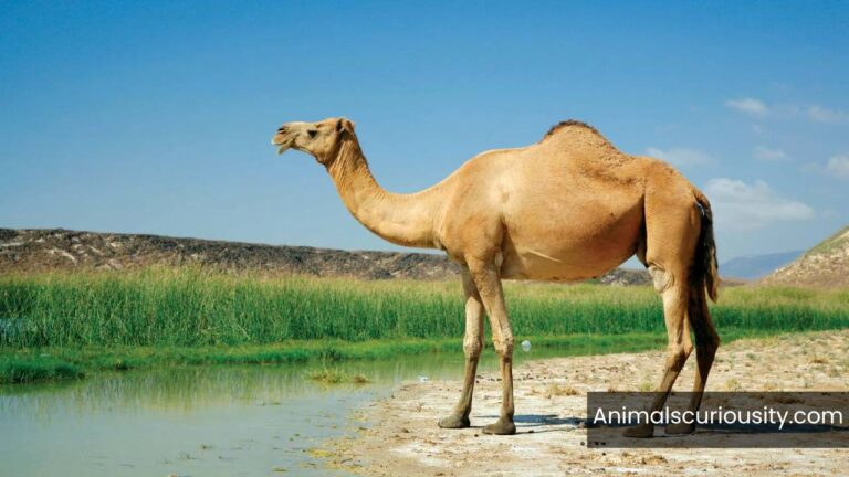 Top 7 Animals That Are Humble (With Pictures)