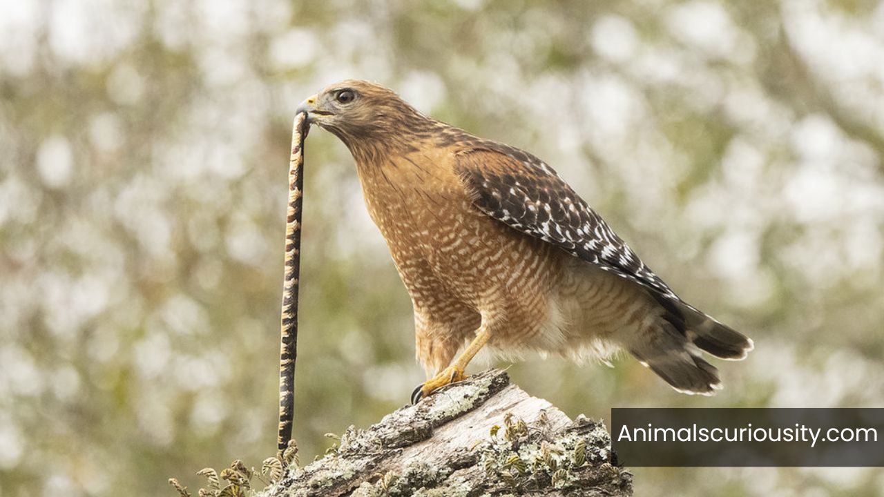 Discover 6 Hawk Species In Georgia