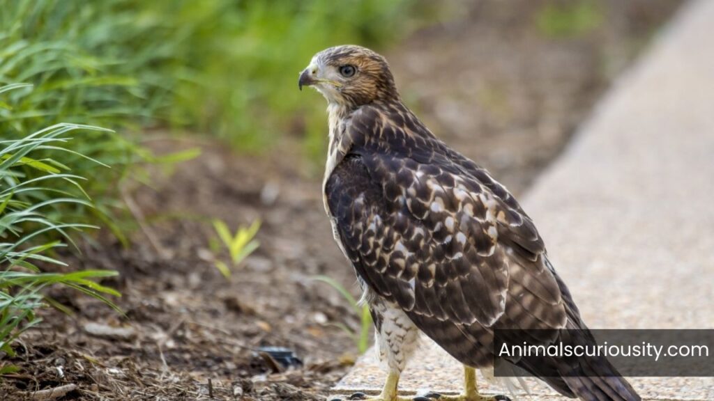 Discover 6 Hawk Species In Georgia