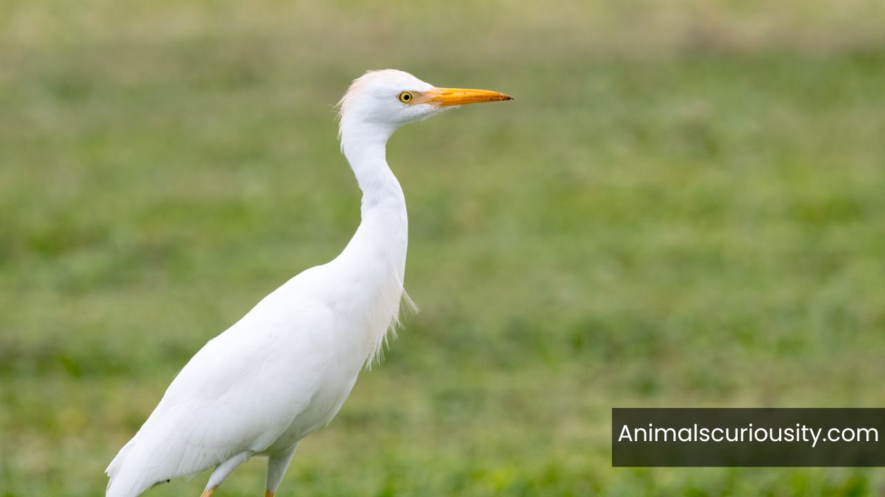 Discover Top 9 White Birds in Florida (With Pictures)