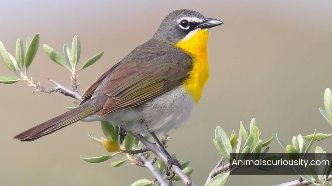 Top 18 Most Famous Yellow Birds in Arizona (With Pictures)