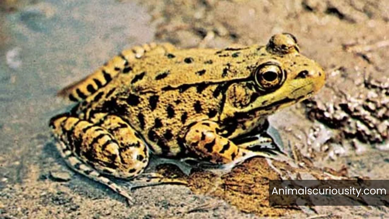 Top 11 Animals Without Tails (With Pictures)